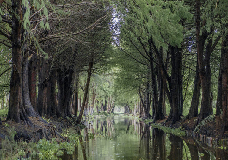 Trajineras en Xochimilco ¡El lugar ideal para dar el grito en México!